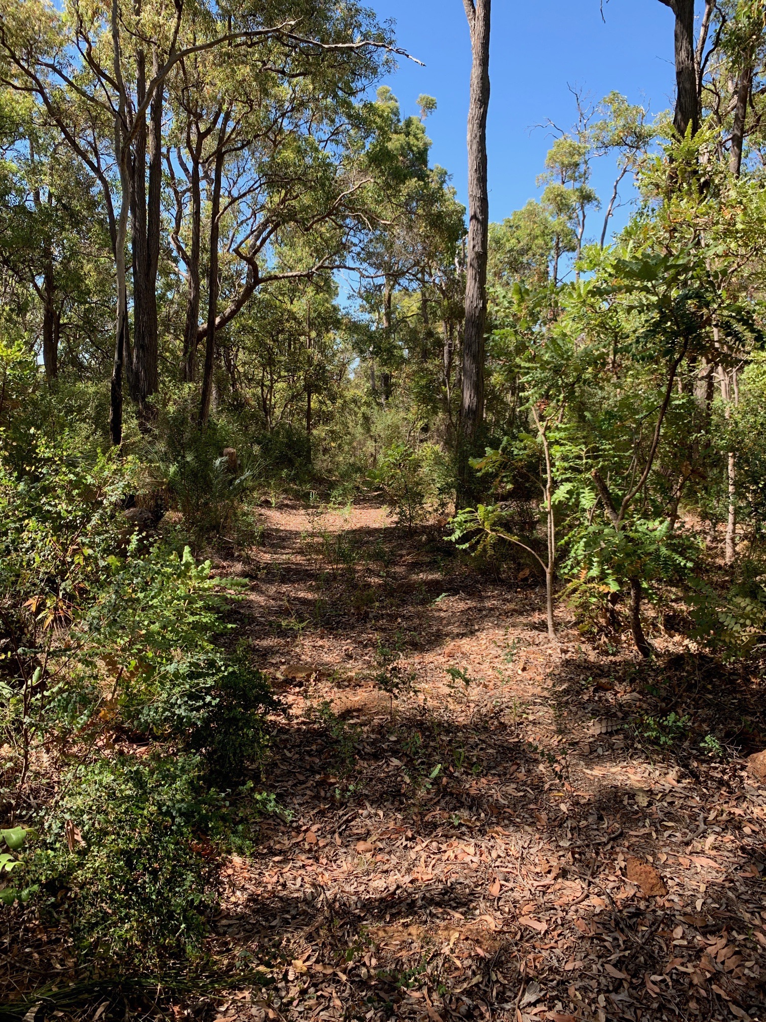 Firebreaks – Western Conservation